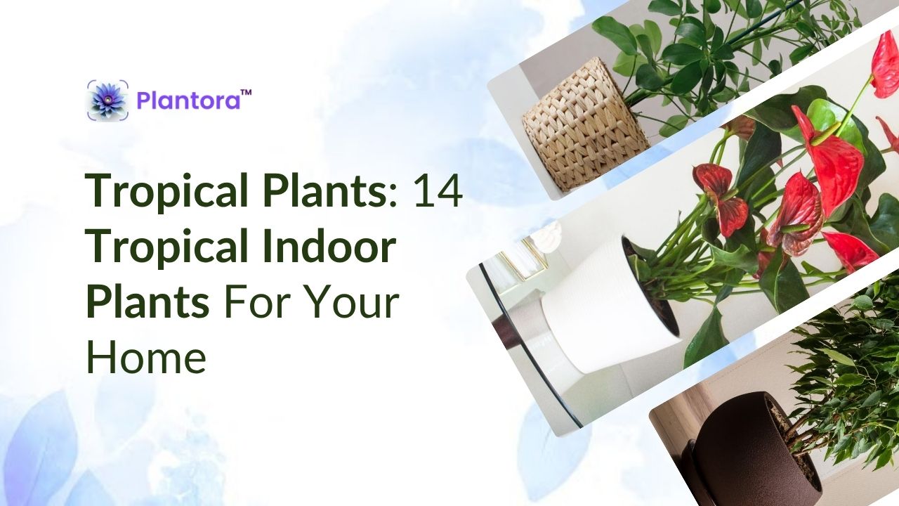 Tropical plants are an excellent addition to any i..