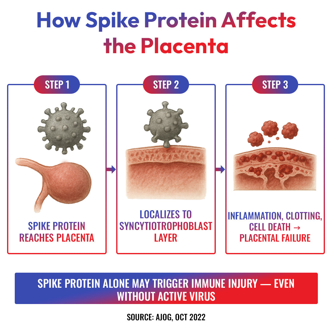 Spike Protein and Placental Clotting: Understandin..